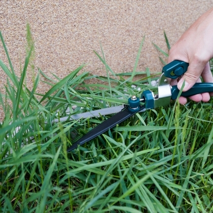 Gardening Tips for Early Spring