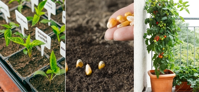 Garden Planting Schedule