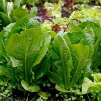 Growing Herbs and Vegetables for Pets