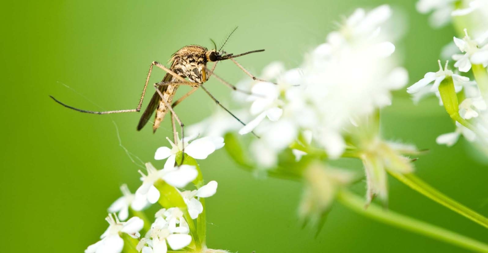 15 Plants That Safely Repel Mosquitos