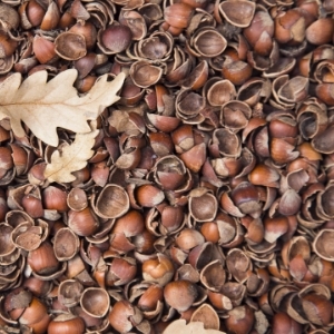 What‚Äôs the Best Type of Mulch for My Landscape?