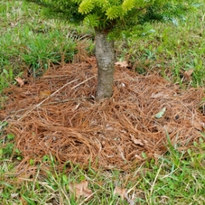 What‚Äôs the Best Type of Mulch for My Landscape?