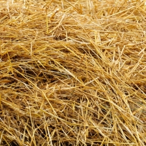 What‚Äôs the Best Type of Mulch for My Landscape?