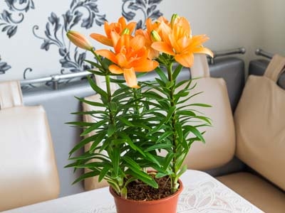 All About Container Gardening