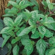 Get to Know Basil