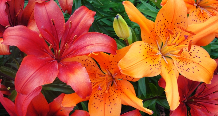 A Guide to Types of Lilies