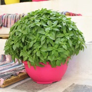 Get to Know Basil