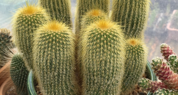 All About Growing Cactus