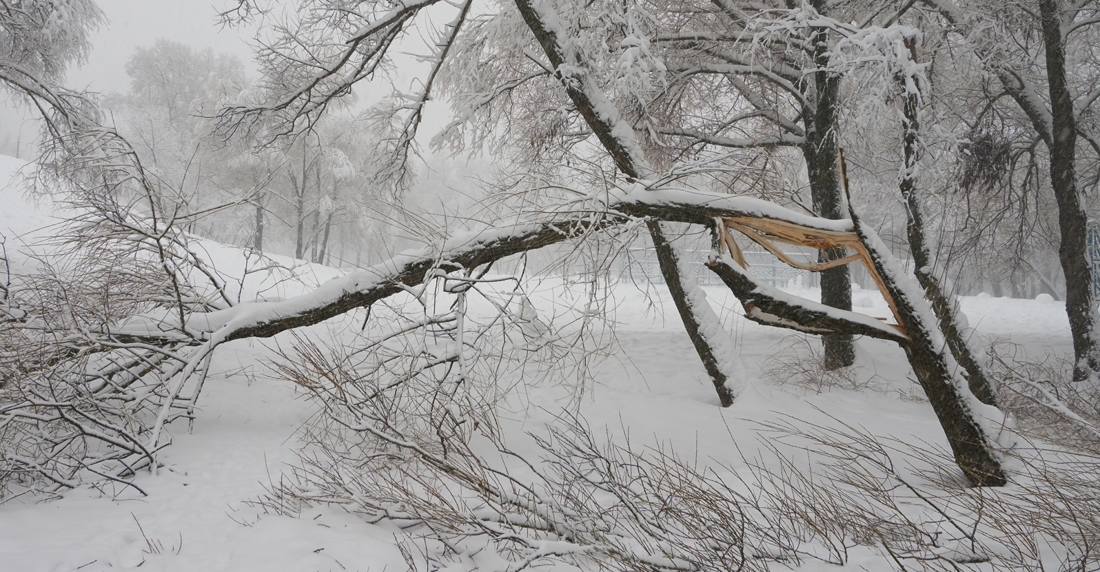 Prevent Winter Damage to Trees and Shrubs