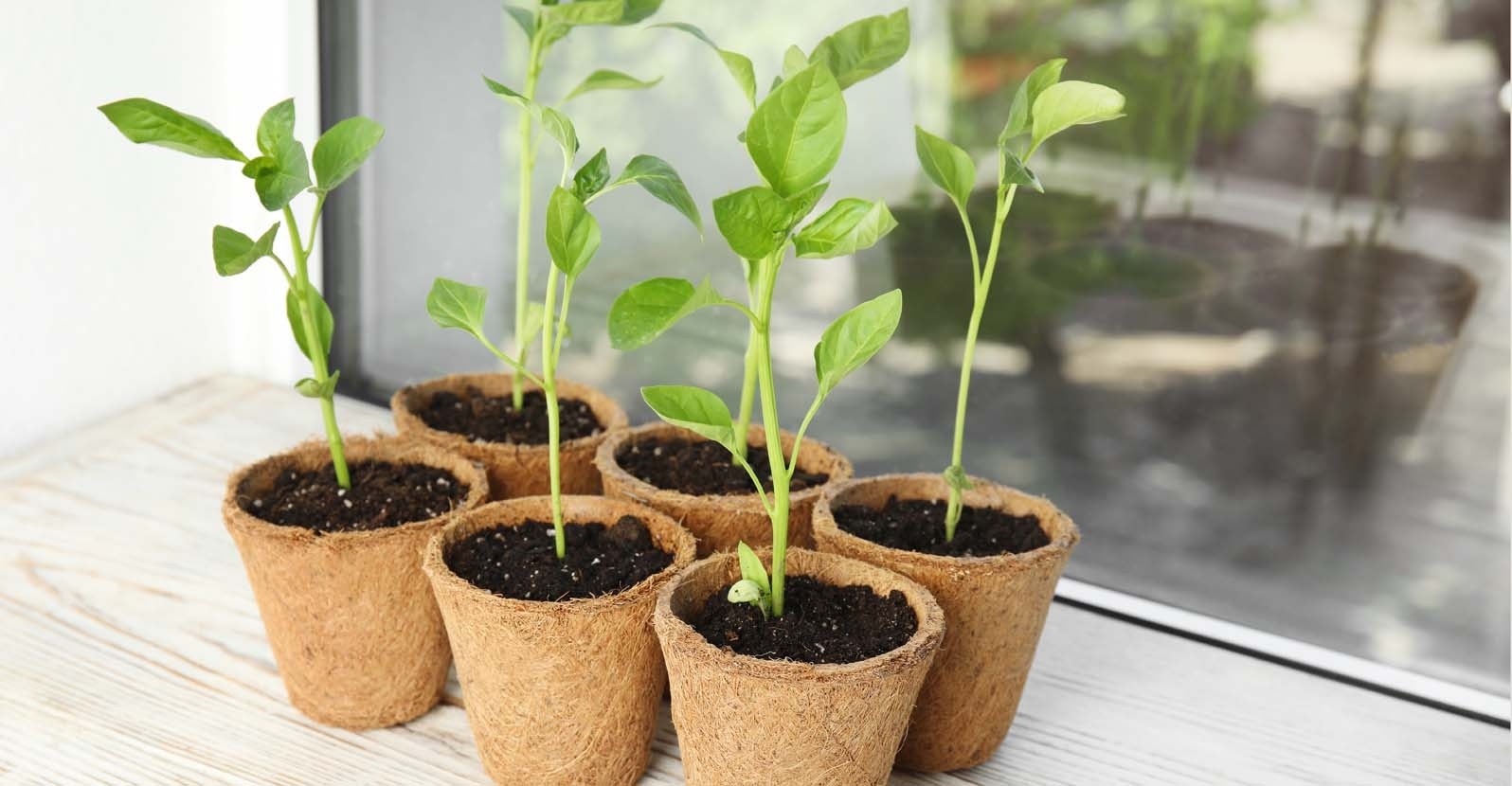 Hardening Off Plants and Seedlings - MyGardenLife