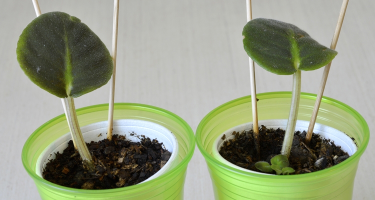 How to Root African Violets