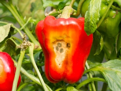All About Growing Peppers