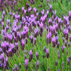 Landscaping for Wildfire Protection