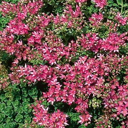 How to Plant Ground Cover Plants