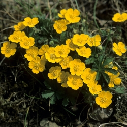 How to Plant Ground Cover Plants