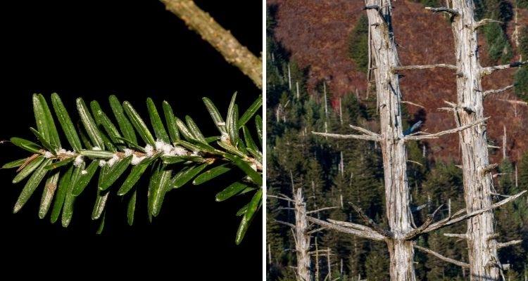 Invasive species in the U.S. - 5 Insect Pests That Damage Trees