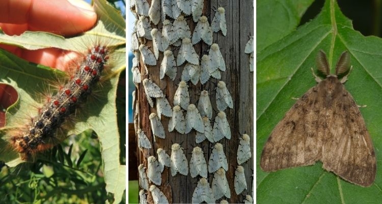 Invasive species in the U.S. - 5 Insect Pests That Damage Trees