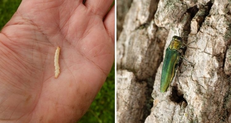 Invasive species in the U.S. - 5 Insect Pests That Damage Trees