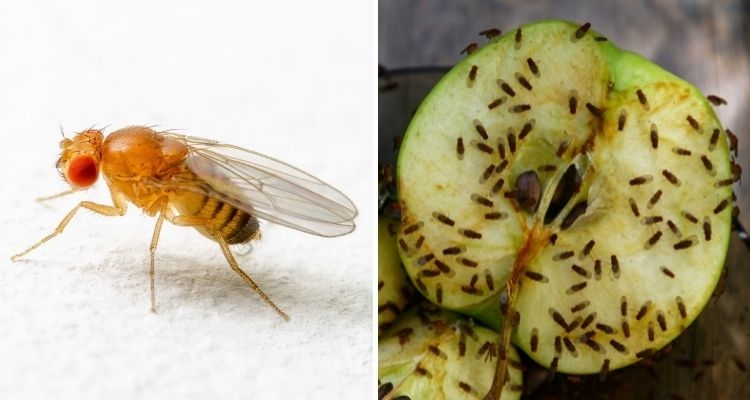 Invasive species in the U.S. - 5 Insect Pests That Damage Trees