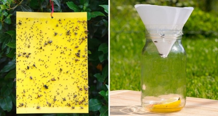 Invasive species in the U.S. - 5 Insect Pests That Damage Trees