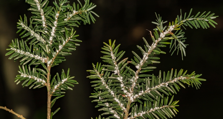 Invasive species in the U.S. - 5 Insect Pests That Damage Trees