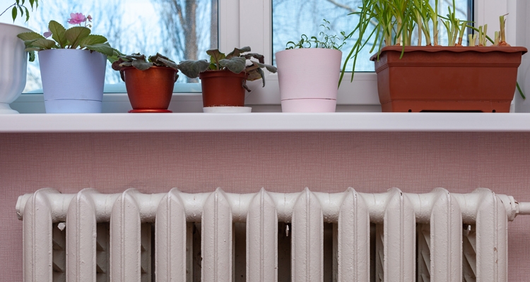 How to Grow Peperomia Plants