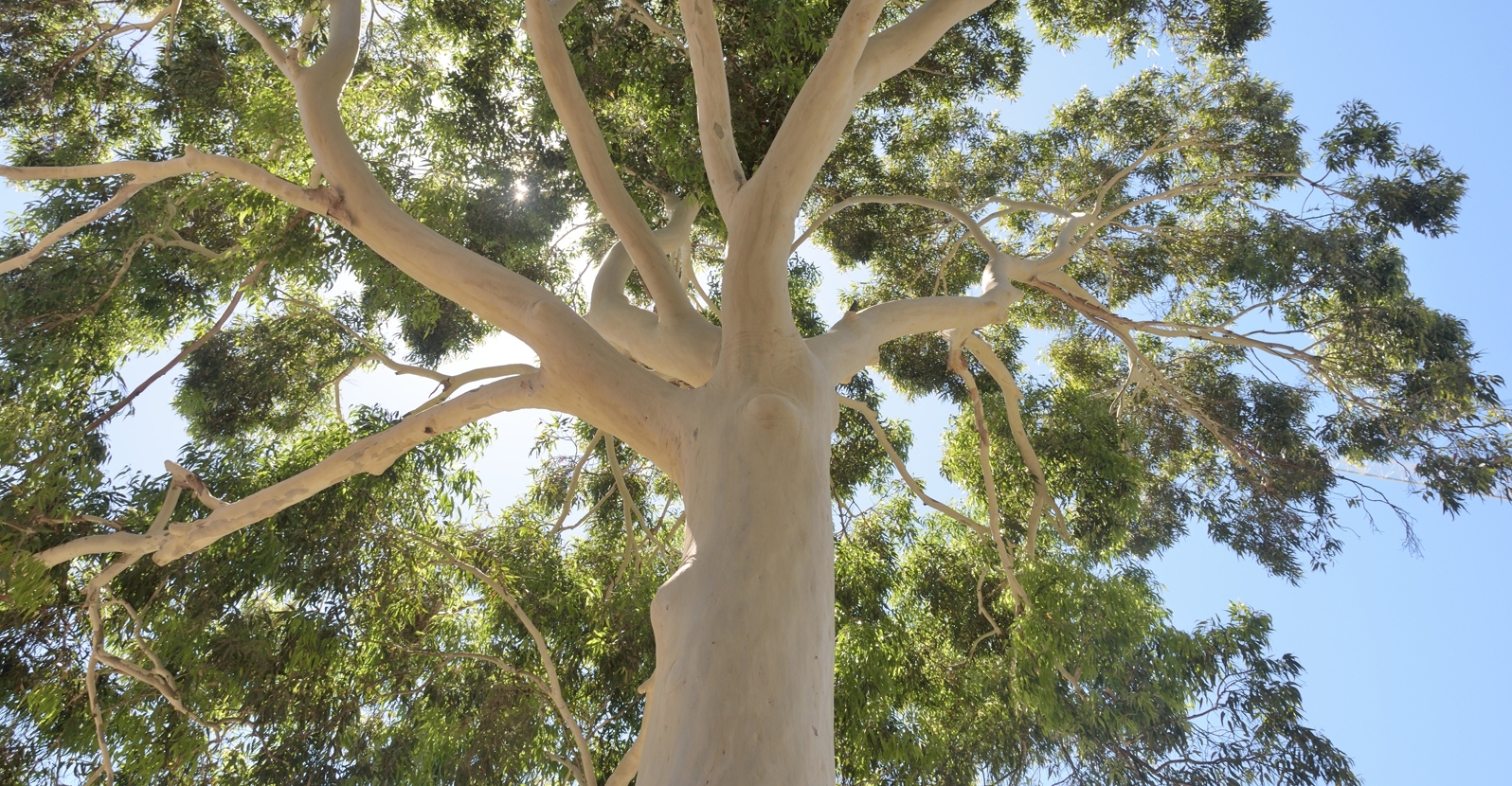 Trees with Beautiful Bark - MyGardenLife