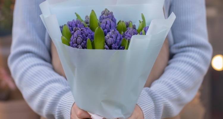 All About Flowering Holiday Plants