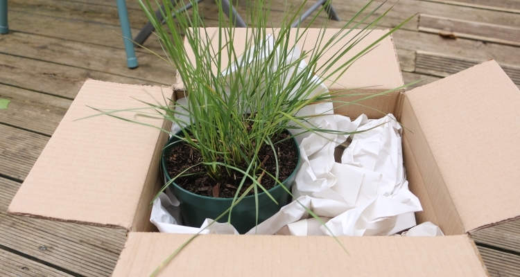 All About Flowering Holiday Plants