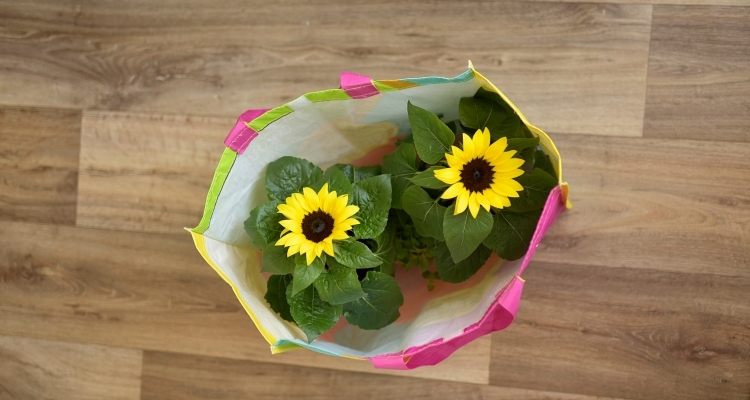 All About Flowering Holiday Plants