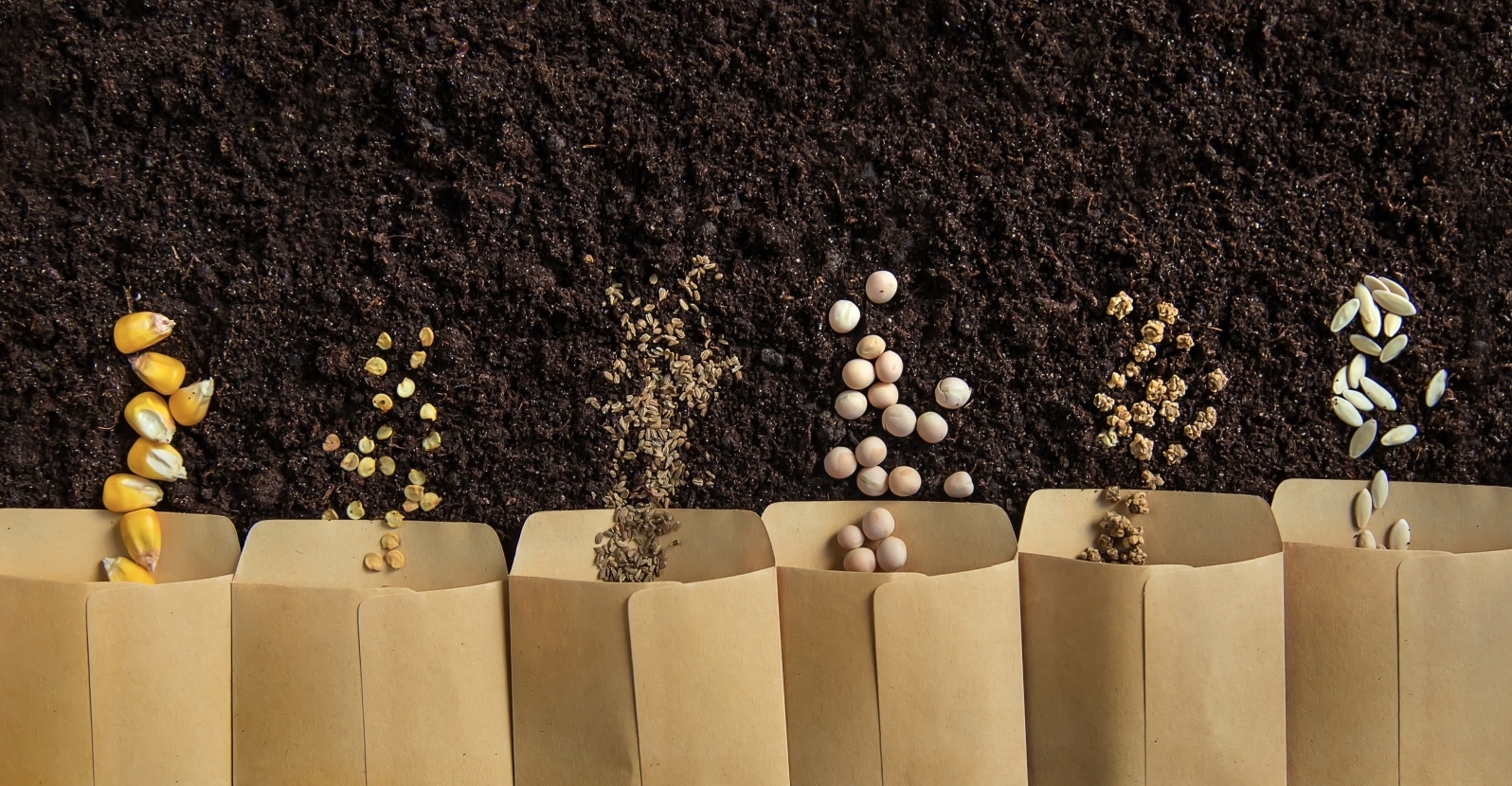 Different Seed Types You Can Grow